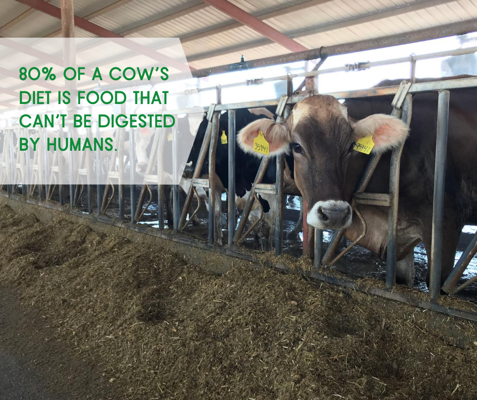 What do Dairy Cows Eat? - UDA