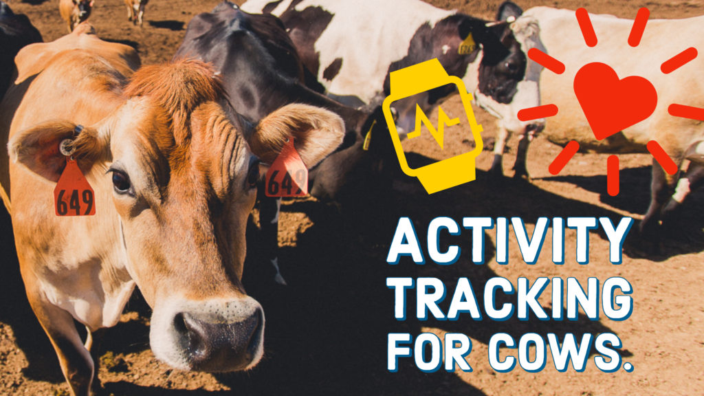 Activity Monitors Help Keep Our Cows Healthy - UDA